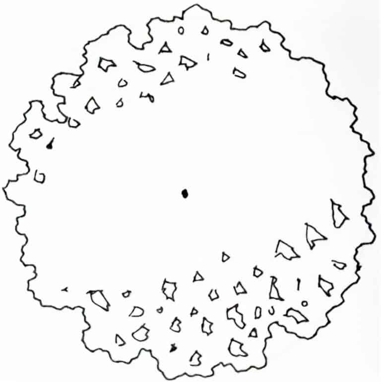 How To Draw Trees In Plan (Ornamental Deciduous)- Hand Drafting 101 ...